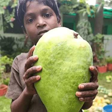 Noorjahan Mango Plant Produce Big Size Mango Fruit Like 4 to 5 Kg Each ...