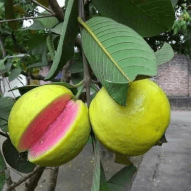 Taiwan Pink Guava Plant – Sweet & Juicy Tropical Fruit Tree for Home ...
