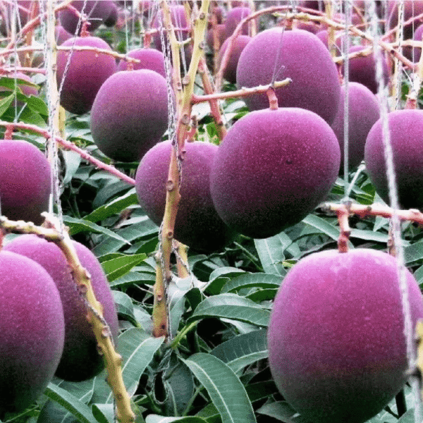 Miyazaki Mango Plant – Rare Exotic “Egg of the Sun” Japanese Mango Tree ...