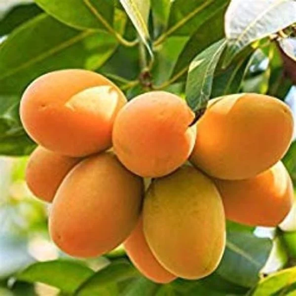 Himsagar Mango Sweet Malda Fruit Plant – Puspita Nursery