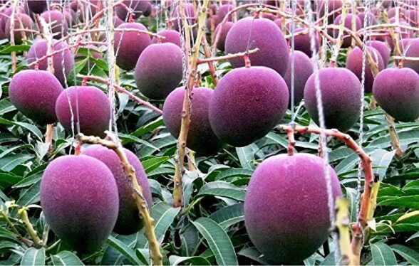 Puspita Nursery Rare Arunika Mango Blue Mango Plant – Puspita Nursery