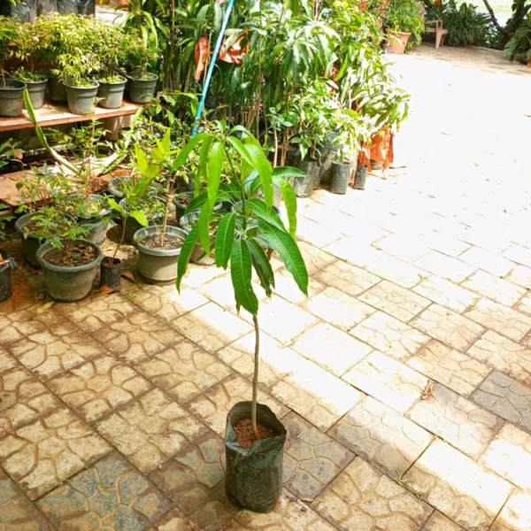 Miyazaki Mango Plant – Rare Exotic “Egg of the Sun” Japanese Mango Tree ...