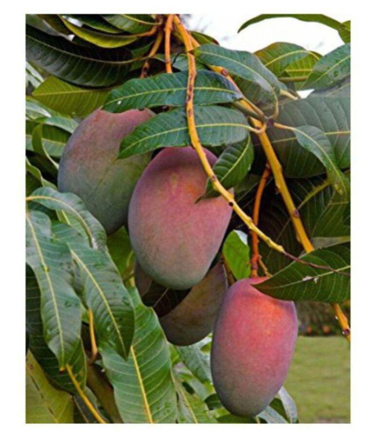 Puspita Nursery Rare Arunika Mango Blue Mango Plant – Puspita Nursery