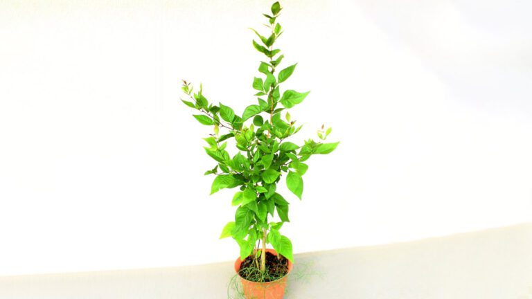 Bel Tree Bilva Patra Bel Patra Grafted Plant – Puspita Nursery