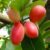 SWEET KARUNDA(KARAMCHA)FRUIT PLANT – Puspita Nursery