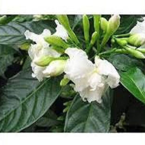 Tagar Double – Plant – Puspita Nursery